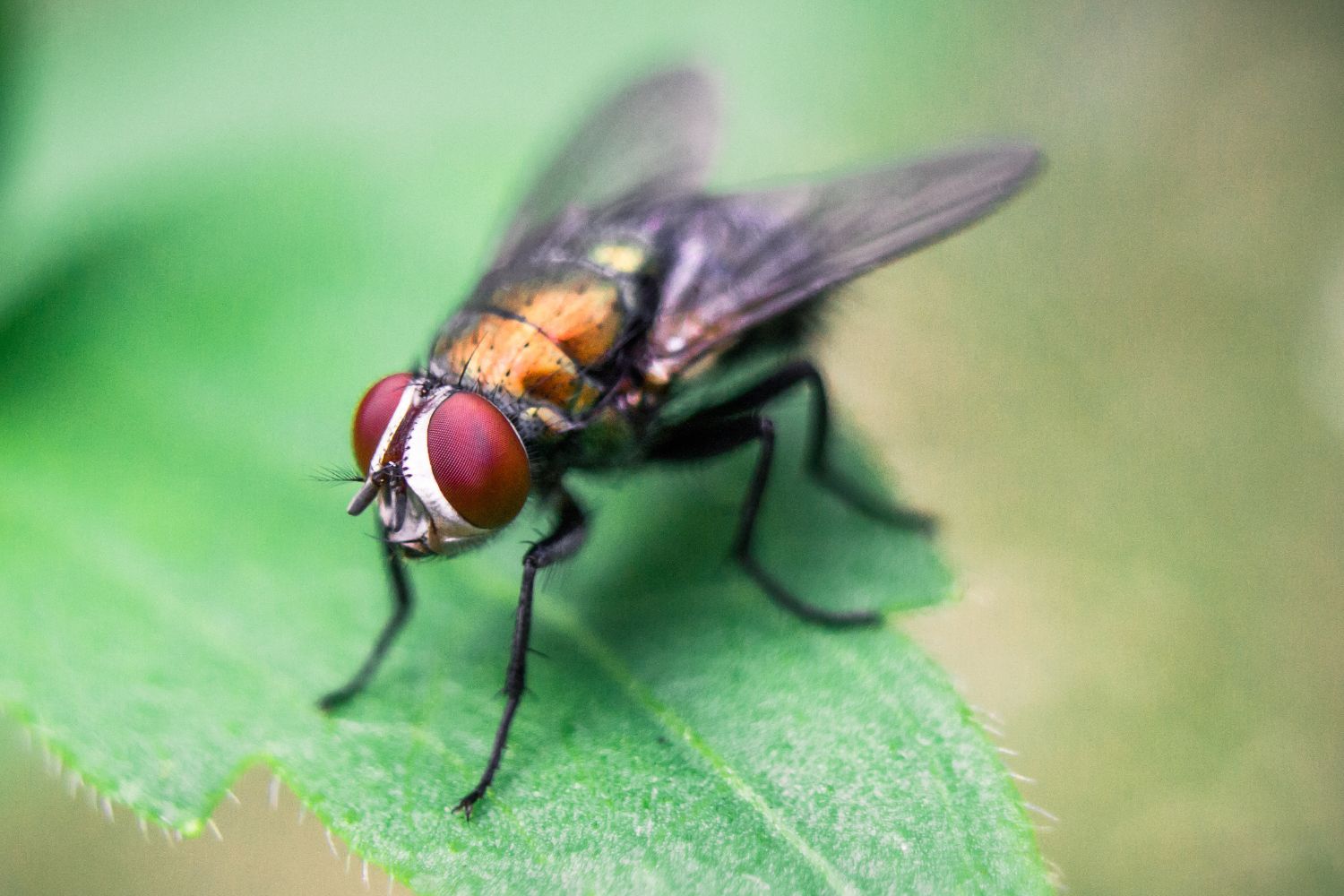 General Pest Control in Delhi NCR: Tips to Prevent Common Pest ...